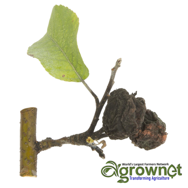 Erwinia amylovora: Understanding the Bacterial Threat to Plants and ...